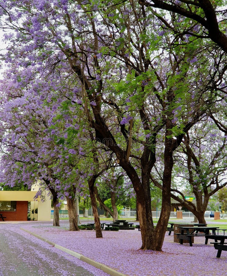 Covered in Purple stock image. Image of purple, covered - 133540293