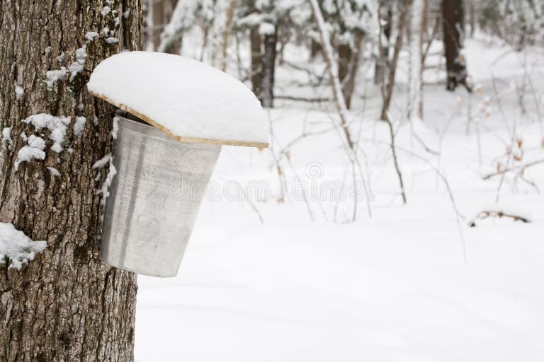 471 Tree Sap Bucket Stock Photos - Free & Royalty-Free Stock Photos ...