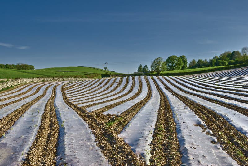 Covered seeds in field stock image. Image of recedes, vegetation - 9638991
