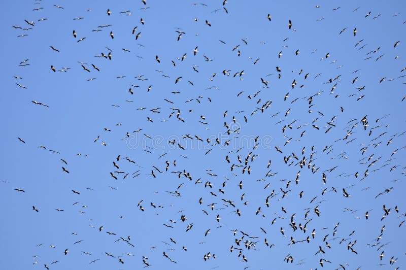 A Flock of Storks Flying Crowd Stock Photo - Image of bird, birth: 29953822