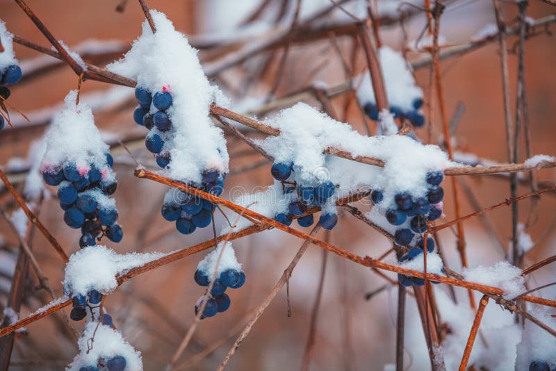 Covered with Snow Red Wine Grapes on the Grapevine Stock Photo - Image ...