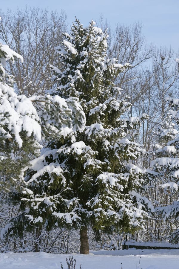 Covered with Snow Spruce in the Yard after a Snowfall. Snow-covered ...