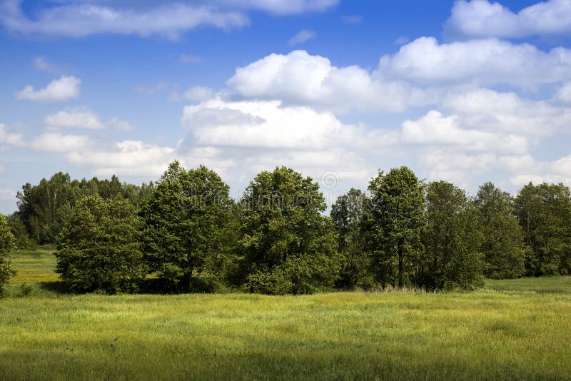 Deciduous Trees in the Summer Stock Image - Image of park, foliage ...