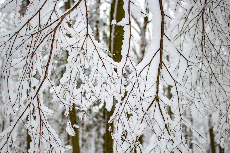 Covered with a Thick Layer of Snow Tree Branches Stock Photo - Image of ...