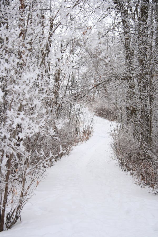 Snowy Trail stock photo. Image of trail, path, walk, blanketed - 343802