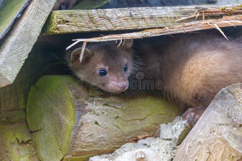 Covered young marten stock photo. Image of plant, head - 260728388