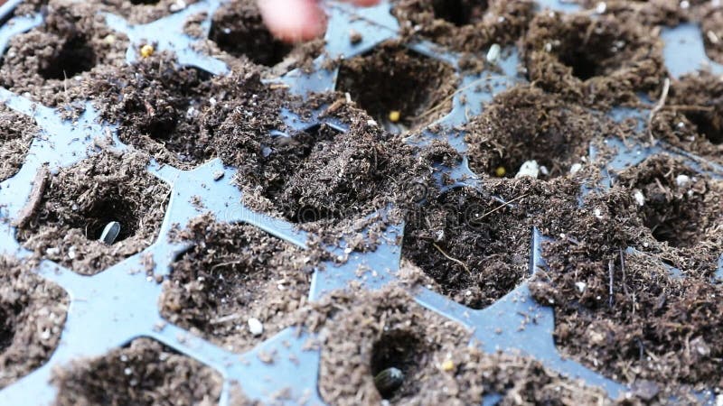 Covering Sunflower Seeds stock video. Video of planting - 251137939