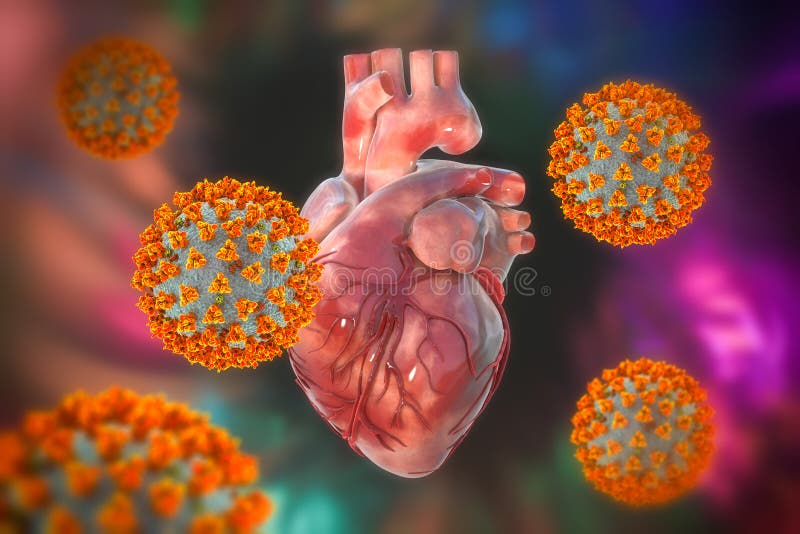 COVID-19 Viruses Affecting the Heart, Conceptual 3D Illustration Stock ...