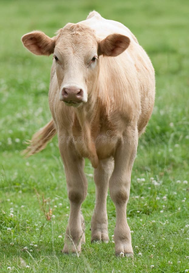 Baby Cow stock image. Image of baby, livestock, animal - 2402183