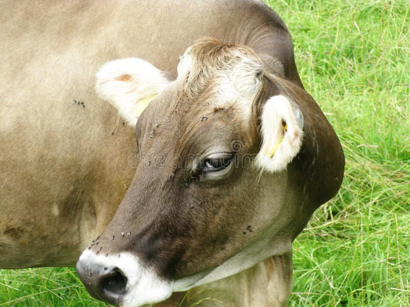 Cow stock photo. Image of beef, farming, anxious, field - 10040890