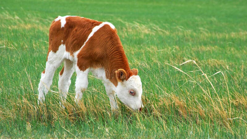 Cow stock photo. Image of spring, innocent, grazing, lovely - 10078788