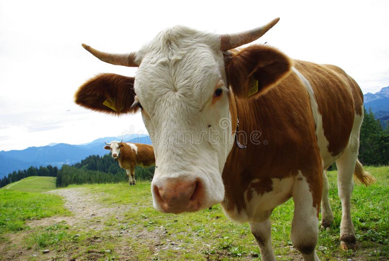 Cow stock image. Image of business, ecology, mountains - 10924227