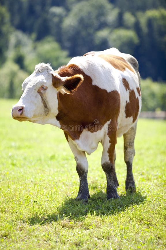 Cow stock photo. Image of biological, austria, heffer - 11235286