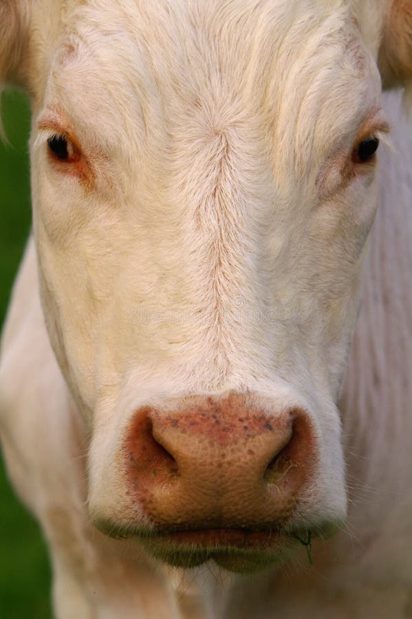 Cow Half Face stock photo. Image of face, beef, nose - 137220674