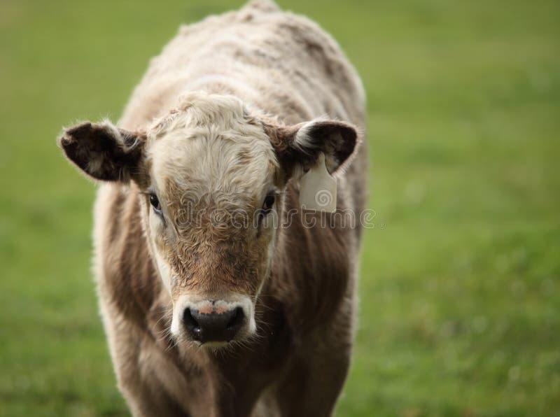 Cow Half Face stock photo. Image of face, beef, nose - 137220674