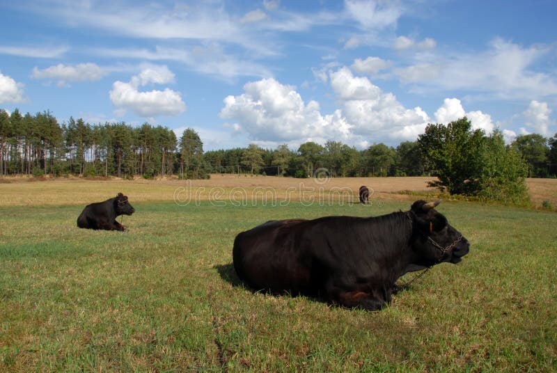 Cow stock photo. Image of field, cattle, resting, milk - 11294416