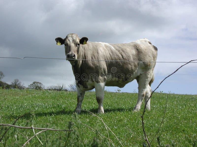 Cow Free Stock Photos & Pictures, Cow Royalty-Free and Public Domain ...