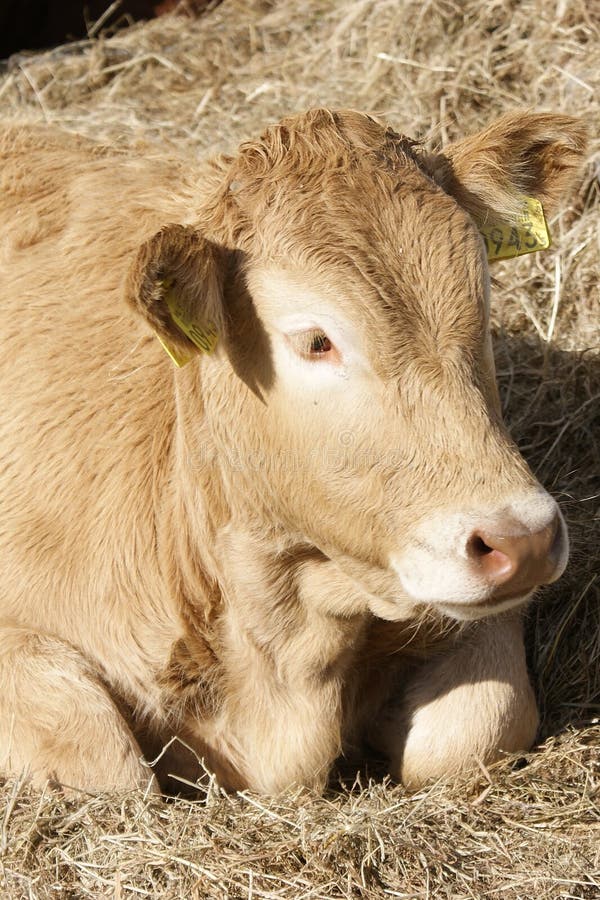 Cow Farm Where Cows Eating Hay Stock Photo - Image of farmer, animal ...