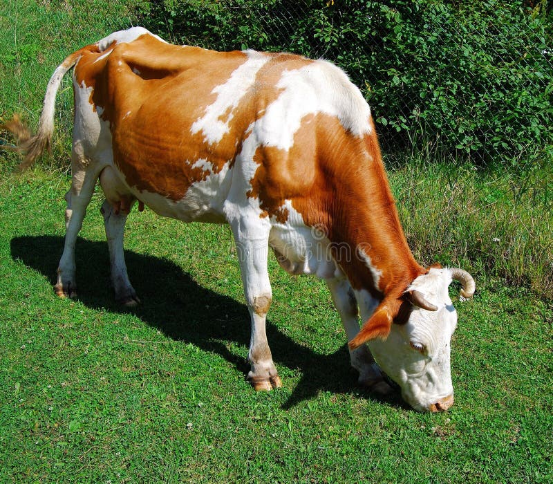 5,216 Cow Side View Stock Photos - Free & Royalty-Free Stock Photos ...
