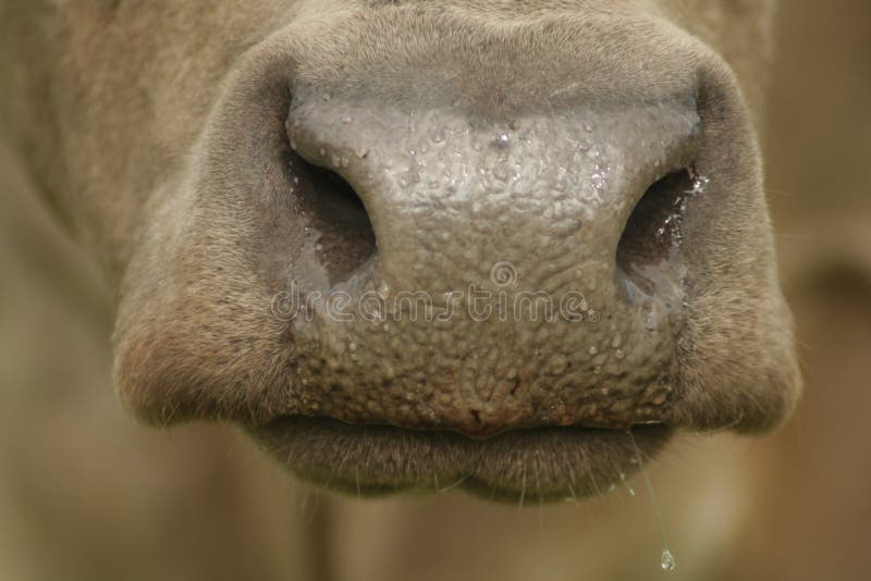 382 Lips Cow Stock Photos - Free & Royalty-Free Stock Photos from ...