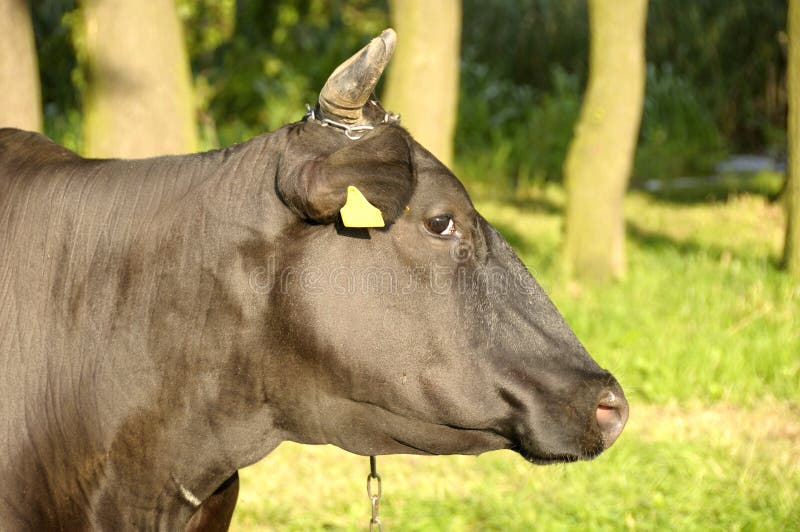 Cow stock photo. Image of beef, nature, earring, herd - 12374022