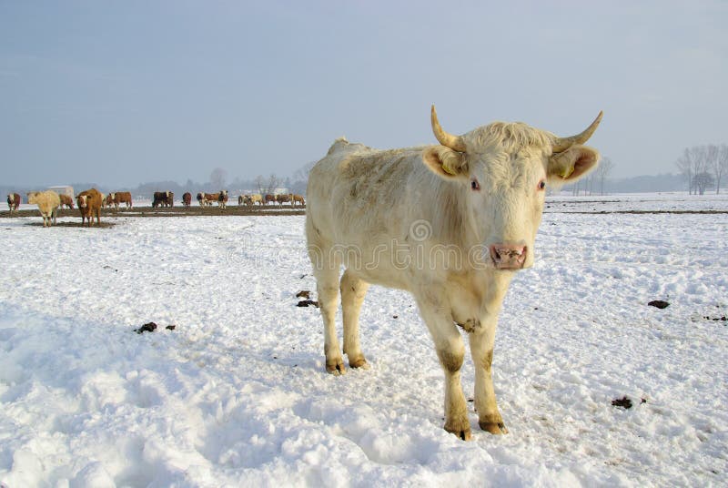 Cow in snow storm stock image. Image of animal, snowfall - 23545857