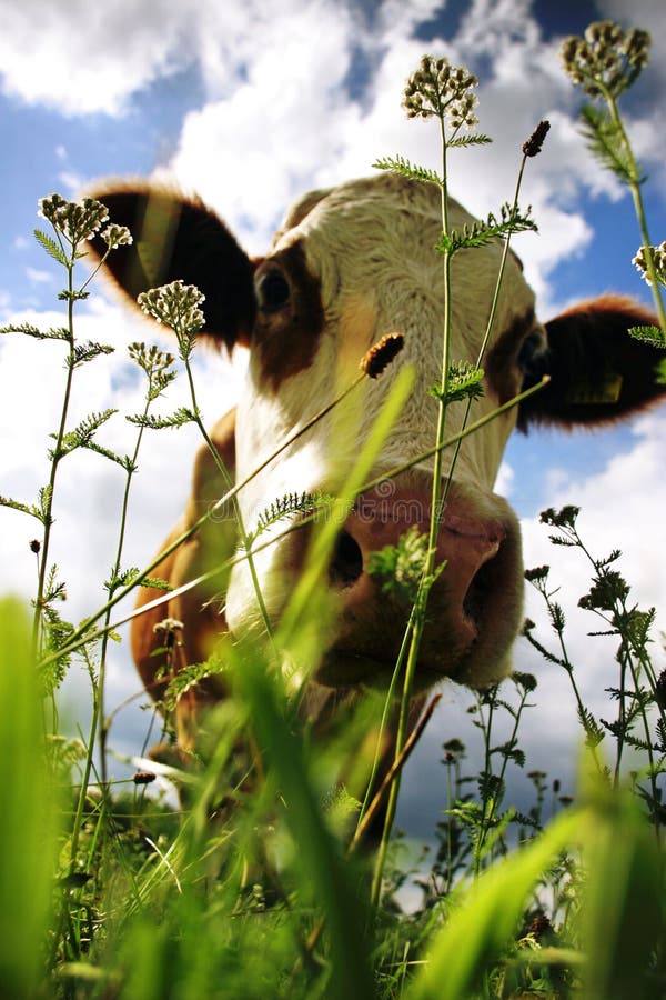 Cow stock photo. Image of summer, close, nose, milk, grass - 13659410