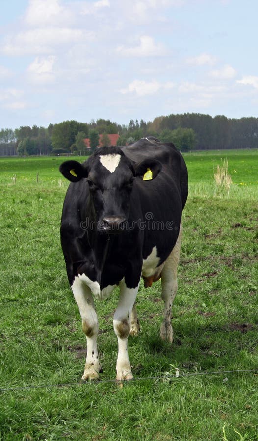 Cow stock image. Image of milk, cows, cattle, europe - 14163331