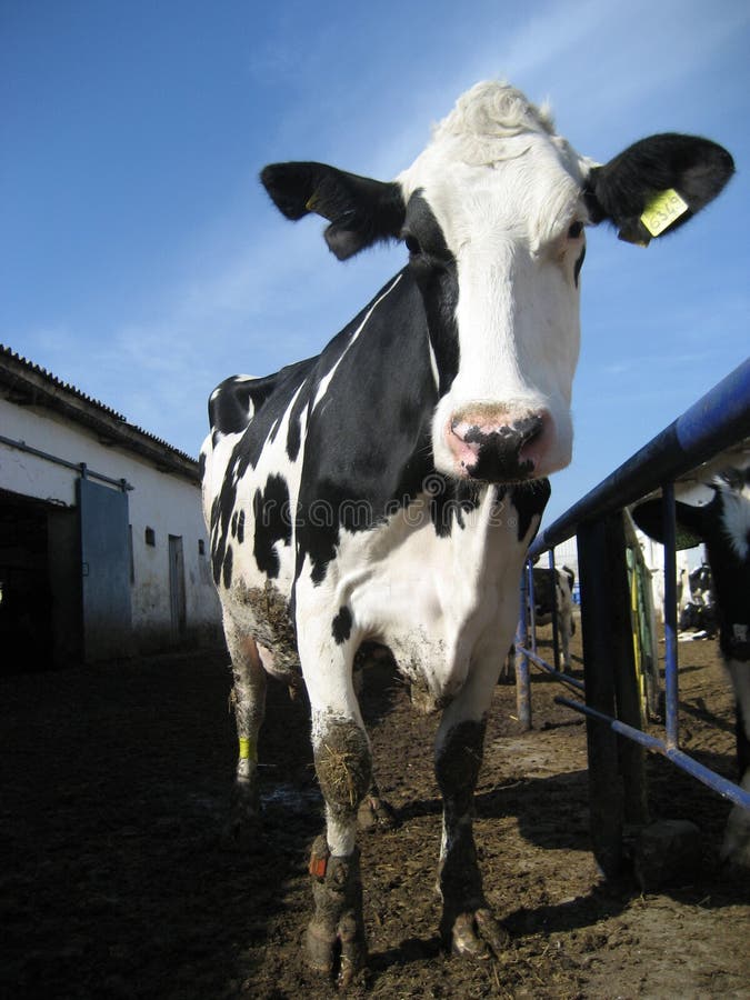 Cow stock image. Image of head, farm, lovely, good, nice - 14541397