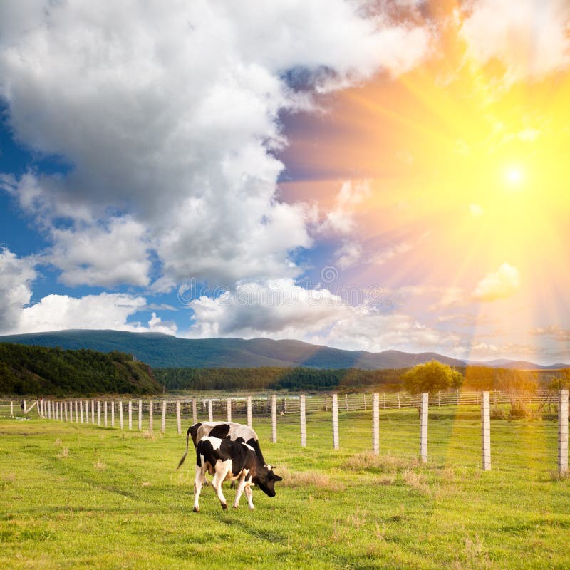 Sunset Sky Sunrise Landscape Background With White Cow Stock Image ...