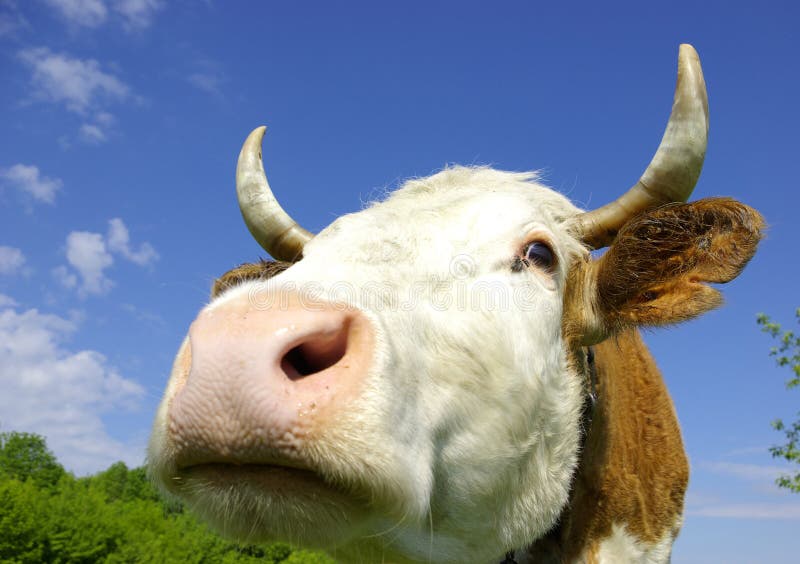 Funny cow looking at you stock photo. Image of milk, farmer - 34376768
