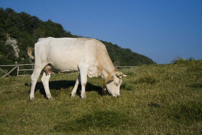 Cow stock image. Image of lunch, natural, white, milk - 15366823