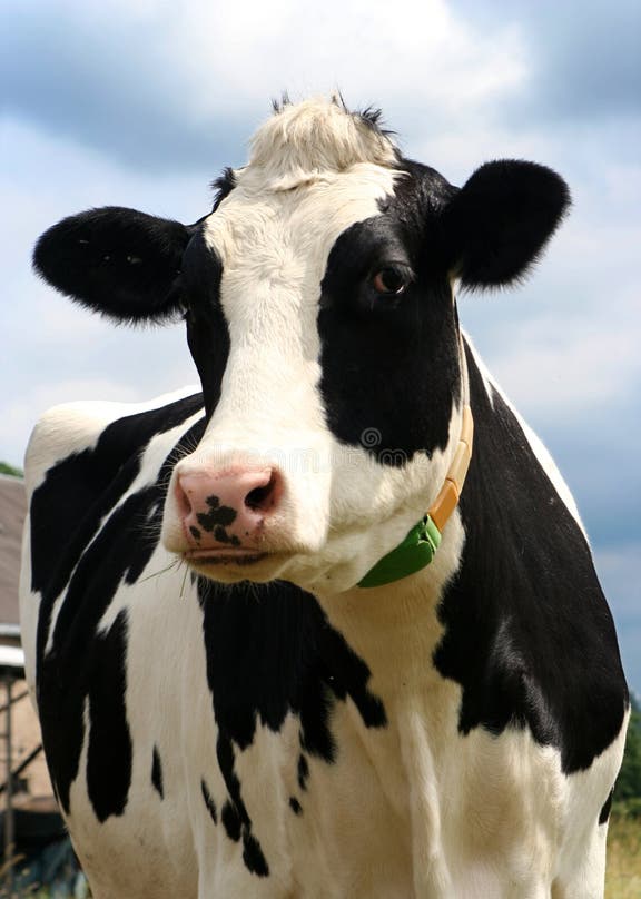 Cow stock image. Image of outdoor, outside, agriculture - 155237