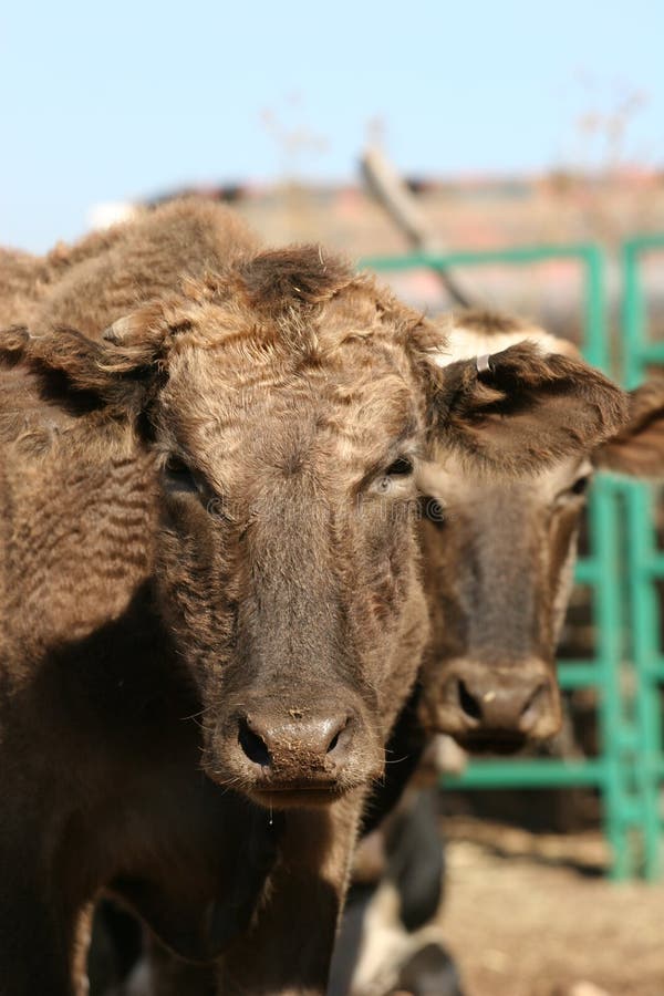 1,497 Cow Eyelash Stock Photos - Free & Royalty-Free Stock Photos from ...