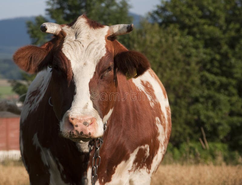 Cow Half Face stock photo. Image of face, beef, nose - 137220674