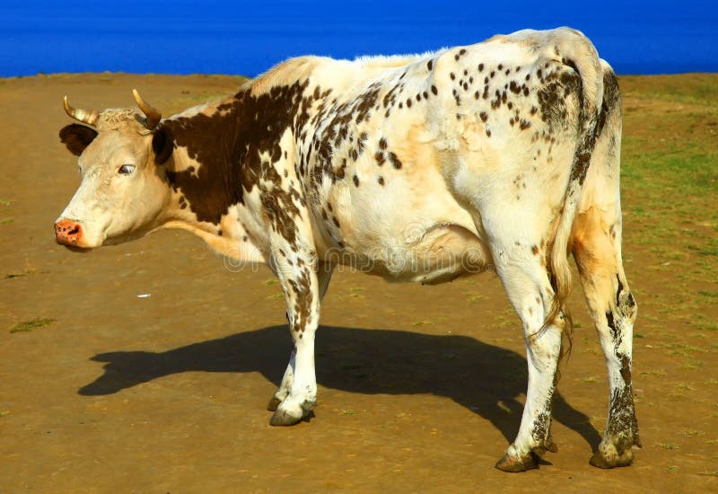 4,596 Cow Side View Stock Photos - Free & Royalty-Free Stock Photos ...