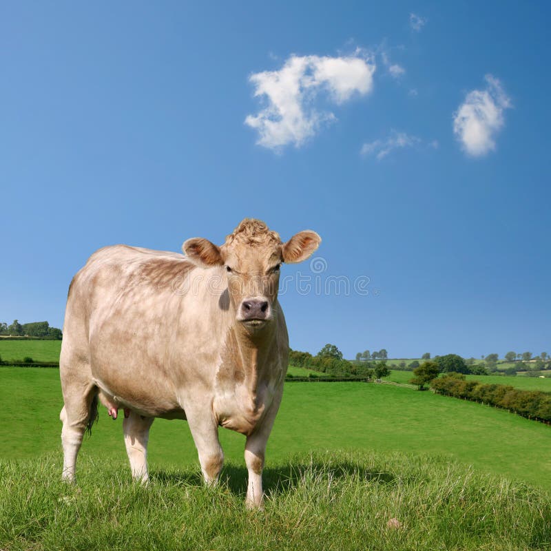 Cow stock image. Image of countryside, field, grass, grazing - 16583445