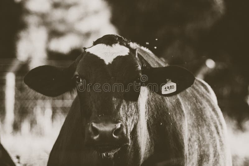 A Dramatic Cow Looking To the Lens Stock Photo - Image of icon, field ...
