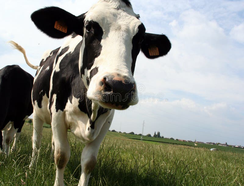 Cow stock photo. Image of nature, gentle, farm, meadow - 169448