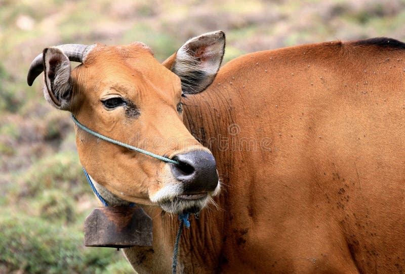 Cow stock photo. Image of animal, nose, exotic, rope, asia - 1785866