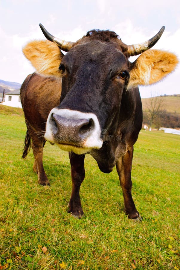 Mooing cow stock photo. Image of agriculture, mammal - 16990612