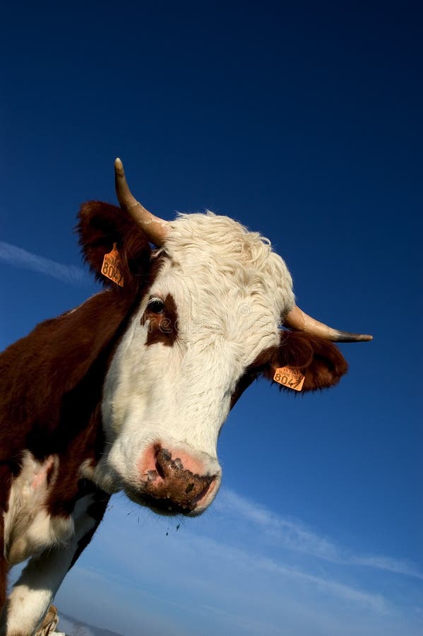 A Cow in the Field with Blue Sky Stock Photo - Image of landscape, farm ...