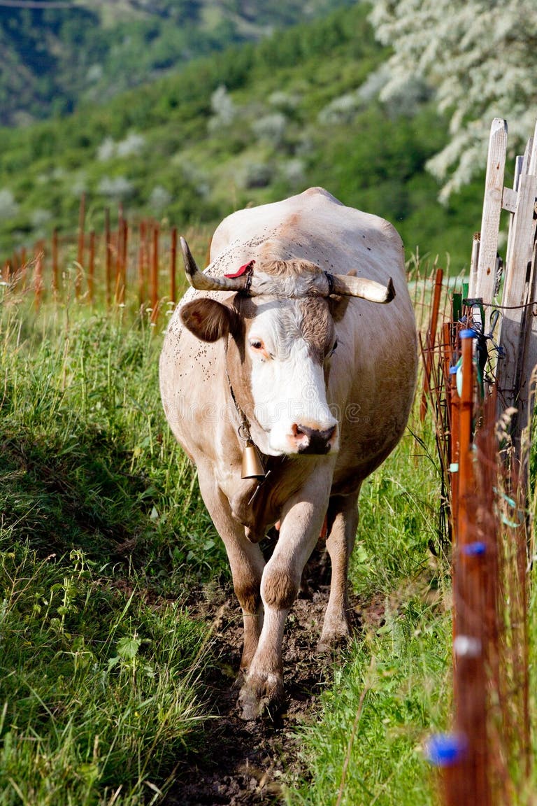 Cow Outside Shelter Stock Photos - Free & Royalty-Free Stock Photos ...