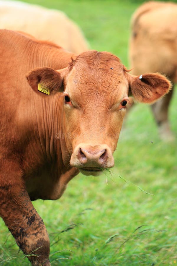 Angry Cow Stock Photos - Download 7,670 Royalty Free Photos