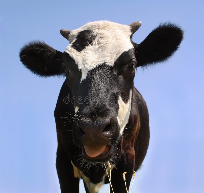 Dairy cow stock photo. Image of grazing, livestock, farm - 2434658