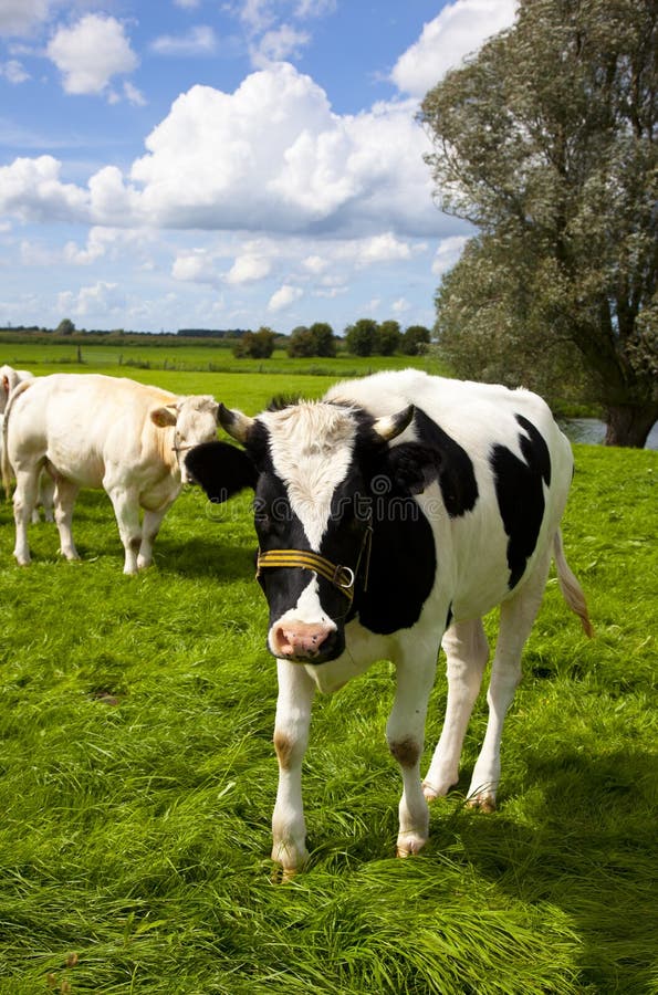 Cow stock photo. Image of meadow, farmland, ijsel, black - 21086866