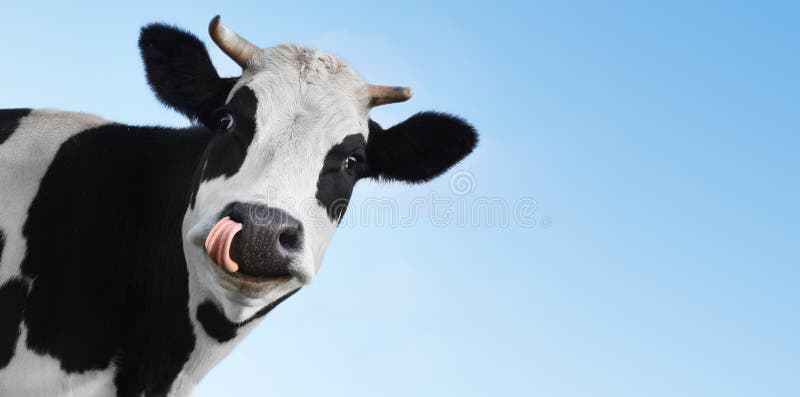 4,297 Smiling Cow Stock Photos - Free & Royalty-Free Stock Photos from ...