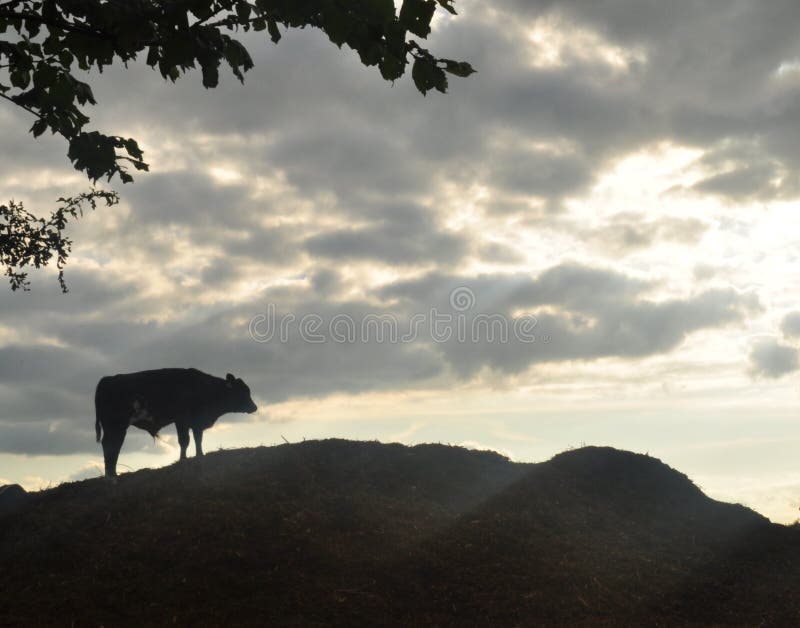 Cow on a hill stock image. Image of livestock, outdoors - 21576141