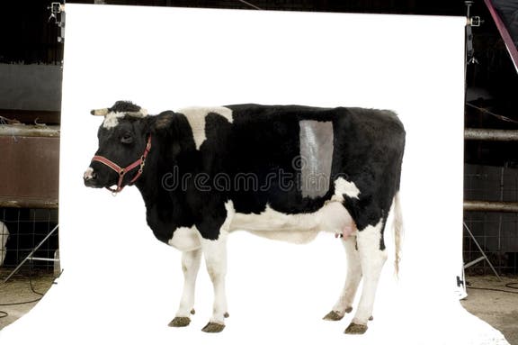 696 Vet Dairy Cow Stock Photos - Free & Royalty-Free Stock Photos from ...