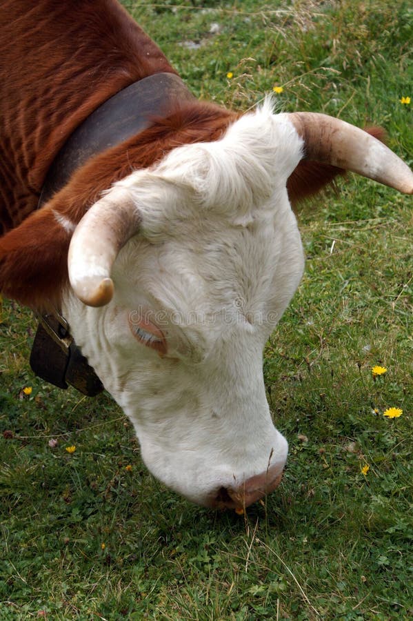 Cow Enthusiastically Sniffing Stock Photos - Free & Royalty-Free Stock ...